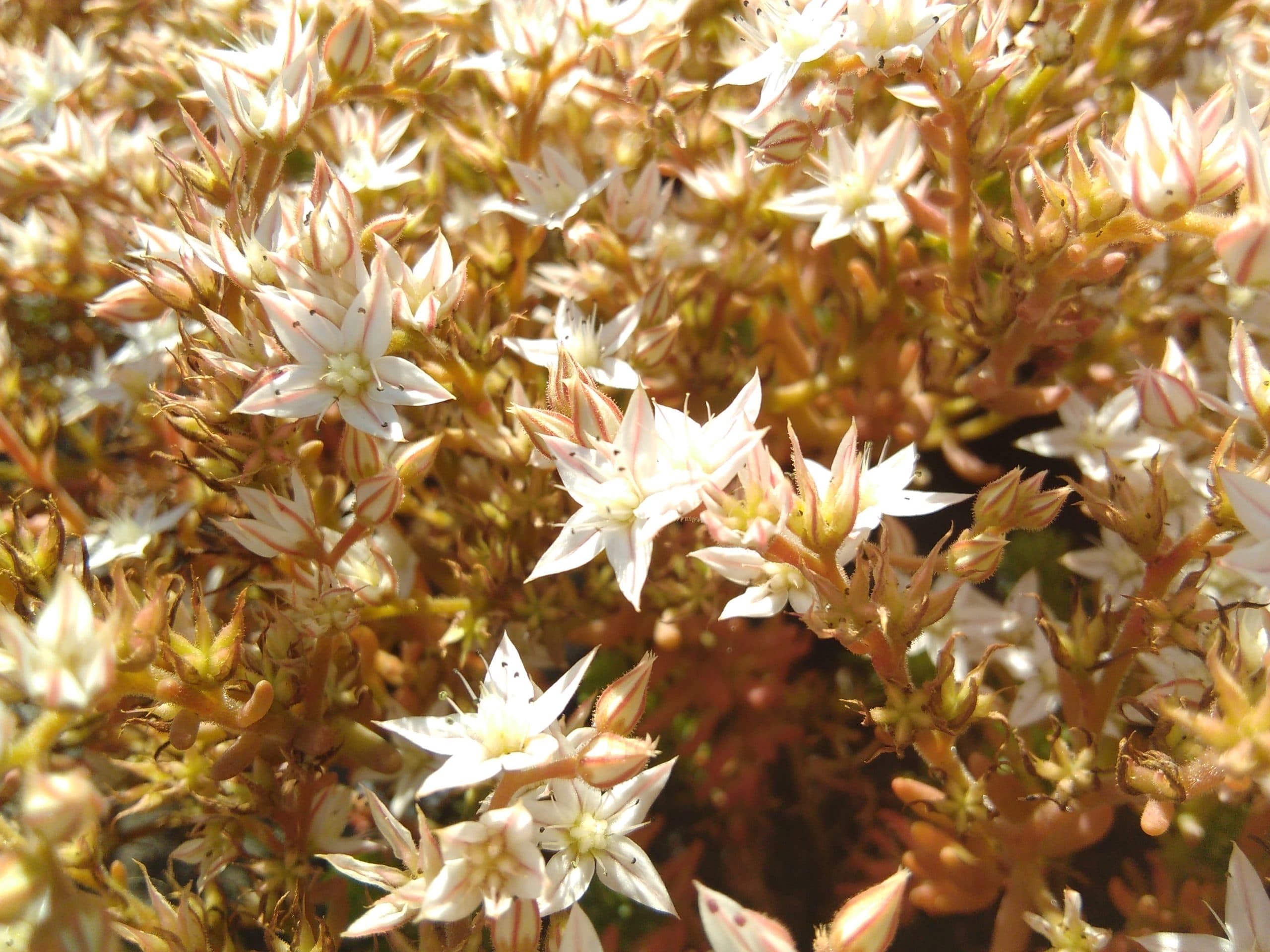 Sedum hispanicum – Groenpalet Shop