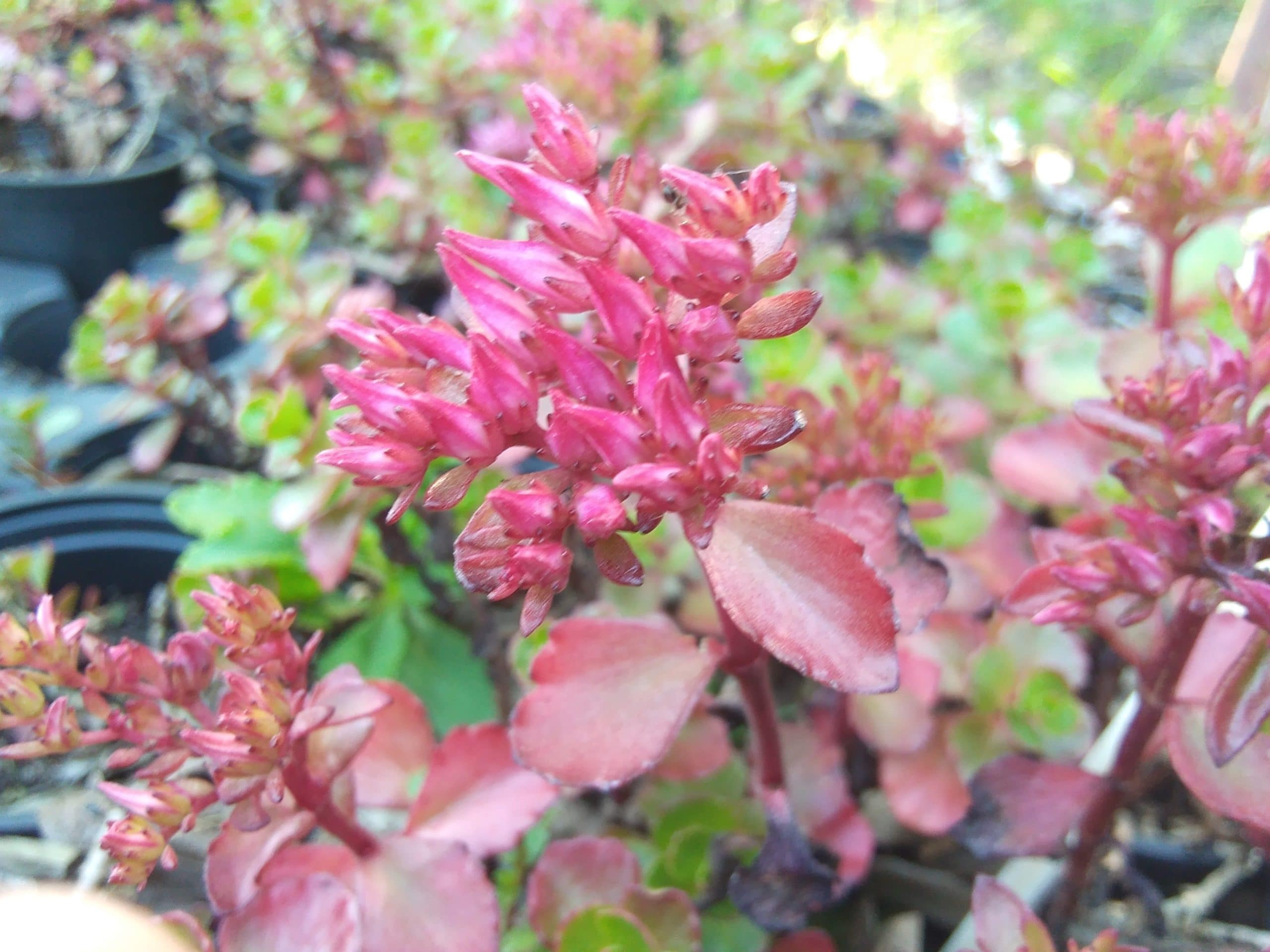 Sedum spurium 'Raspberry Red' – Groenpalet Shop