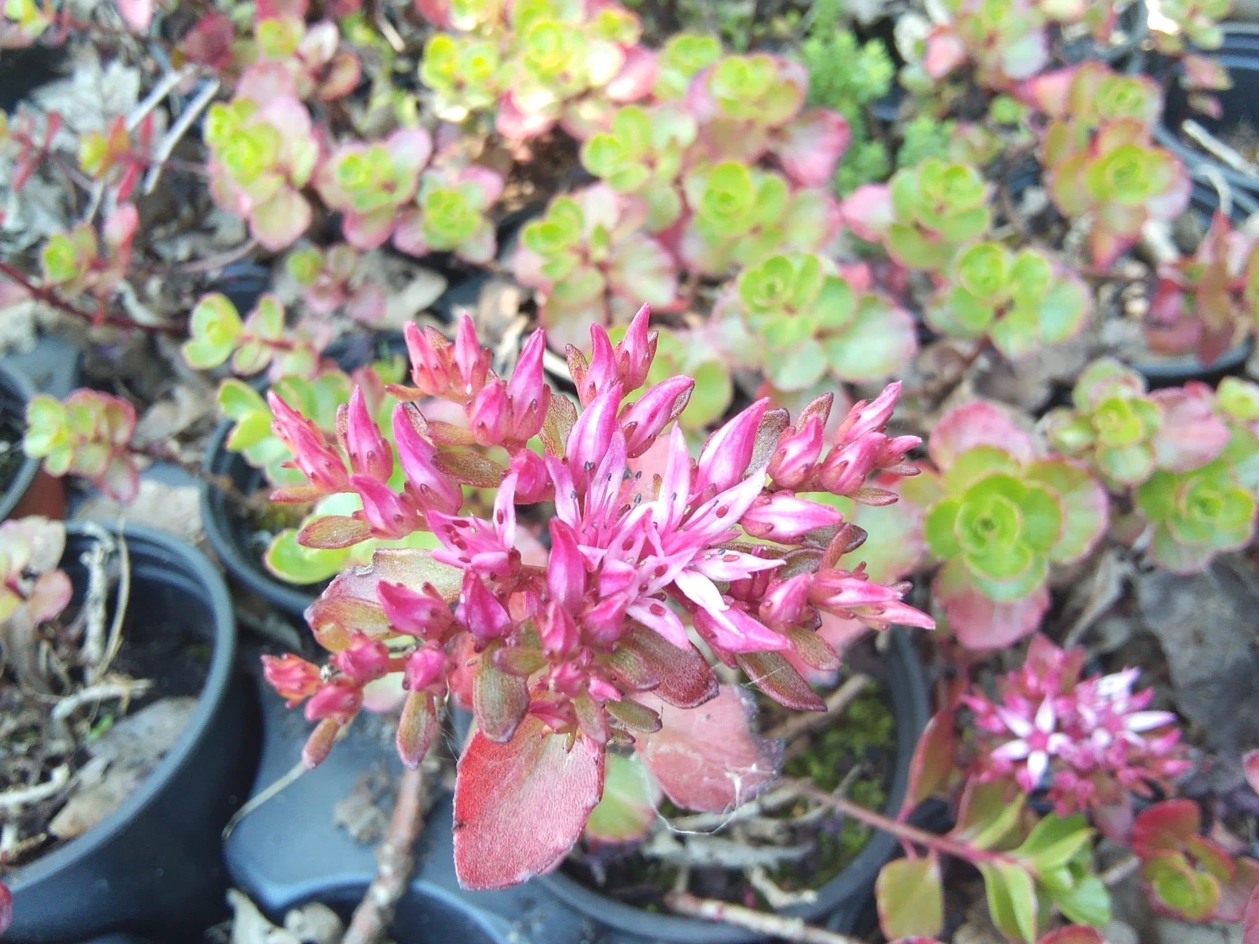 Sedum spurium 'Raspberry Red' – Groenpalet Shop