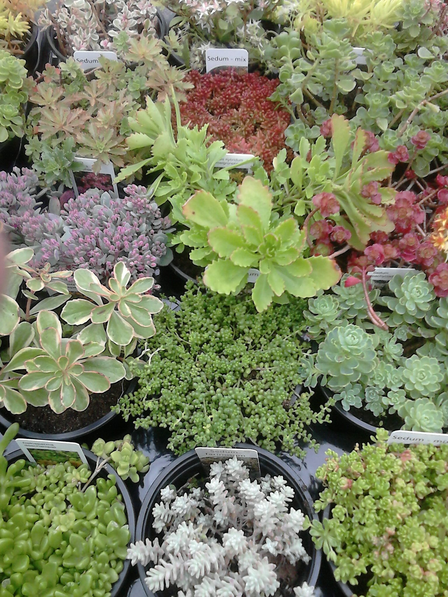 Sedum mix voor groendak in de zon: 15 soorten – Groenpalet Shop