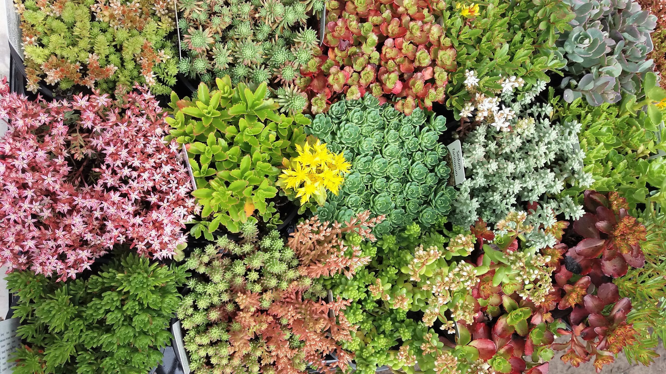 Sedum mix voor groendak in de zon: 15 soorten – Groenpalet Shop
